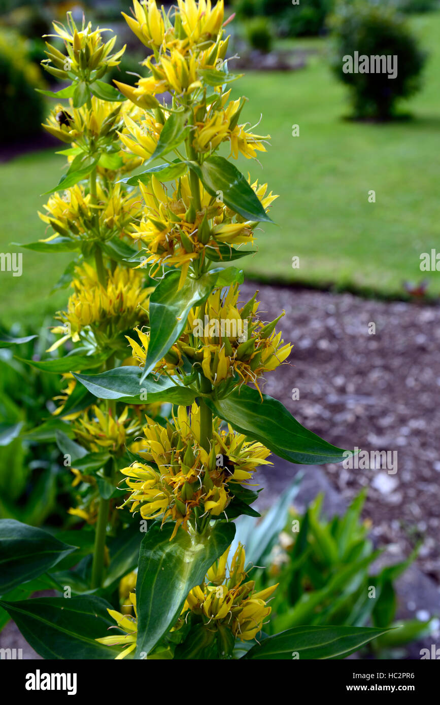 Gentiana lutea hi-res stock photography and images - Alamy