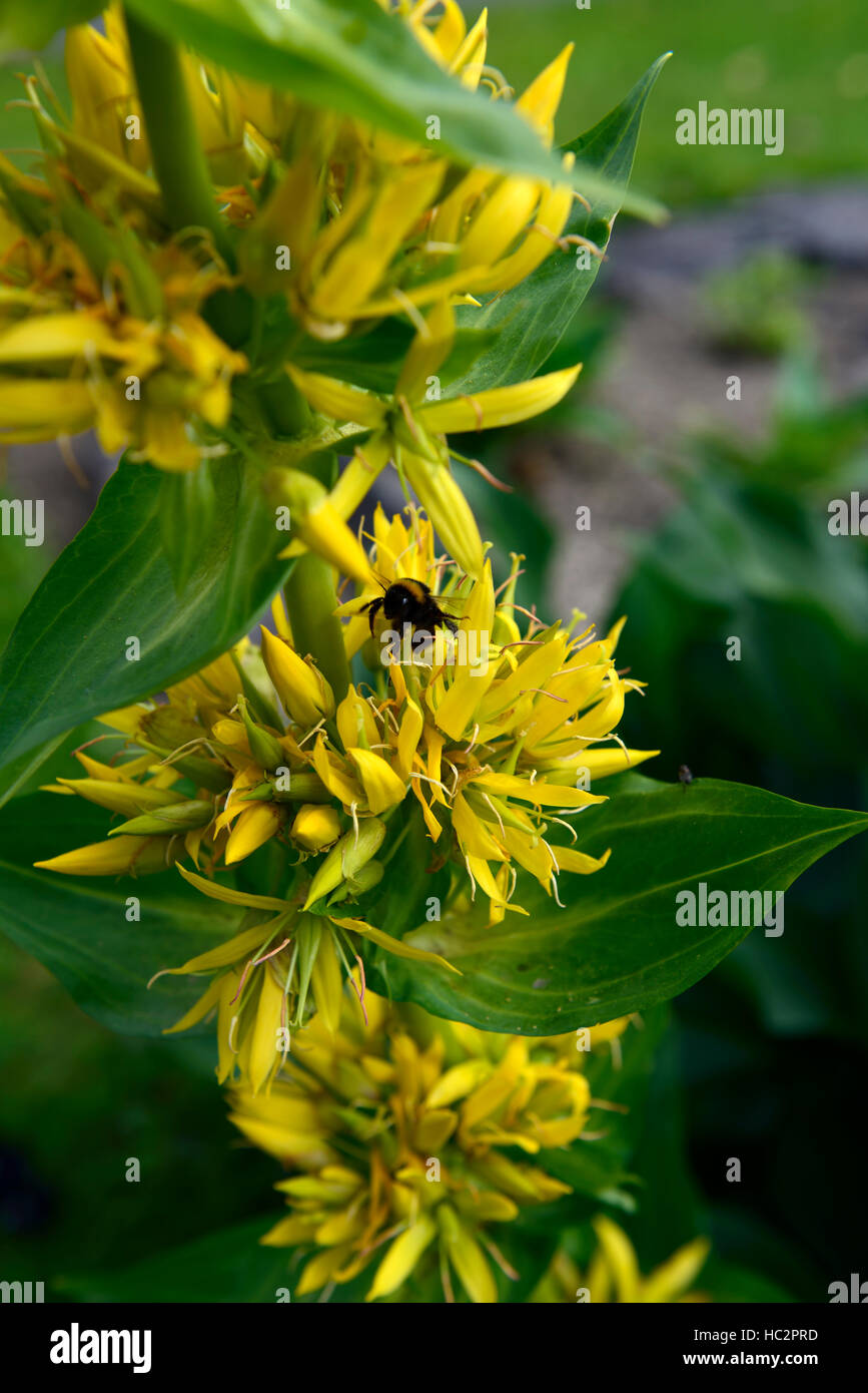 Gentiana lutea hi-res stock photography and images - Alamy