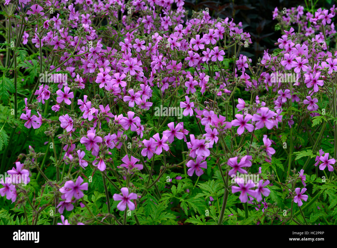 geranium maderense Madeira Cranesbill pink magenta plant plants flower ...