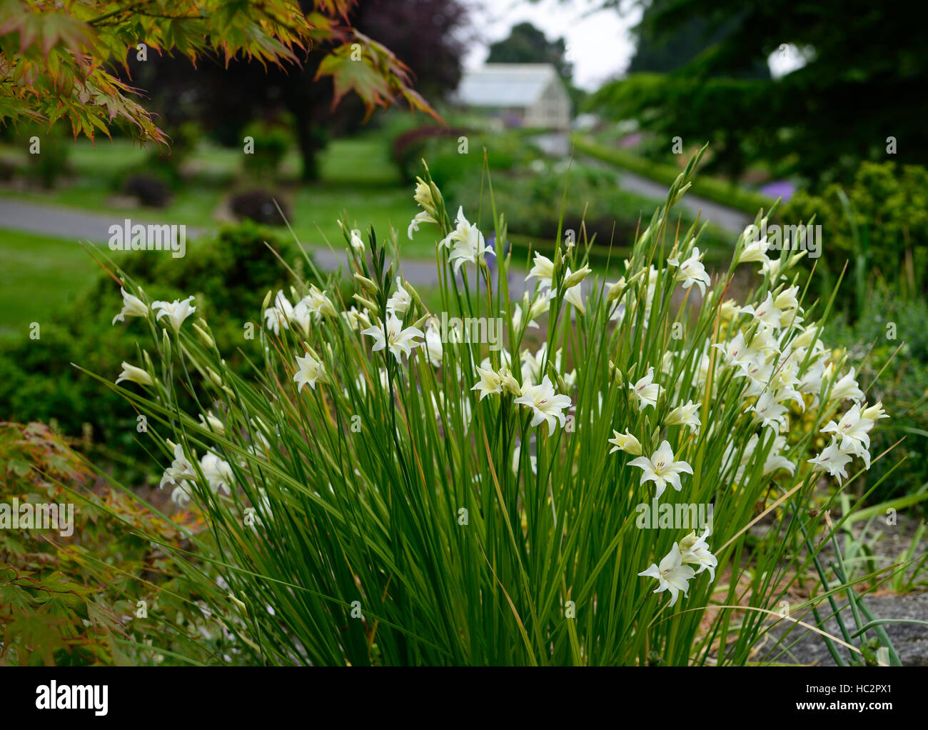 gladiolus colvillei the bride white gladiolus flower flowers flowering ...