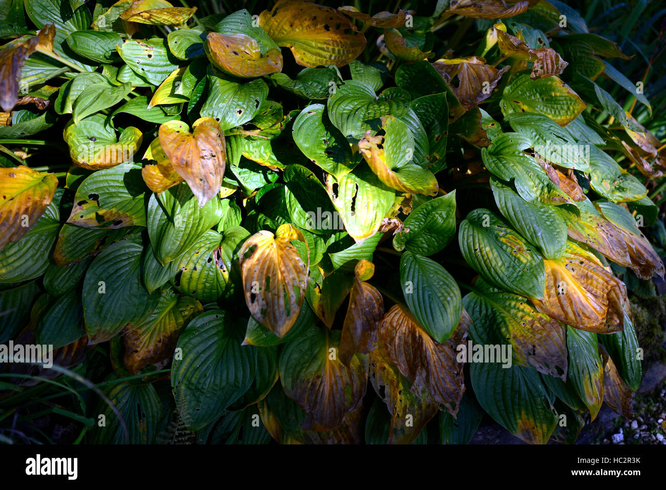 Damaged hosta leaves hi-res stock photography and images - Alamy