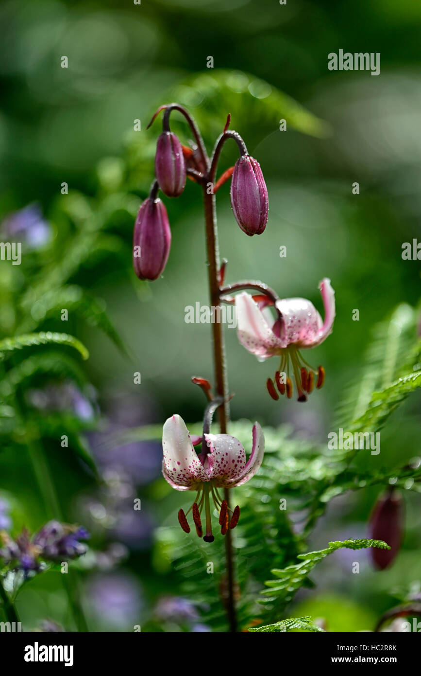 lilium martagon pink flower Matteuccia struthiopteris Shuttlecock ...