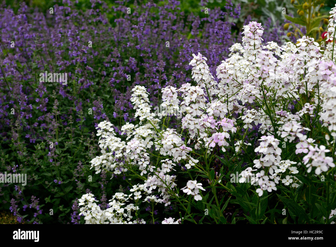 Sweet rocket, Hesperis matronalis, nepeta six hills giant white blue ...
