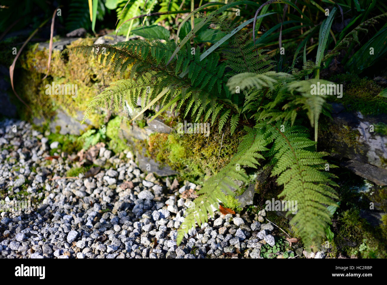 fern grow growing moss mossy cover covered rock gravel path garden ...