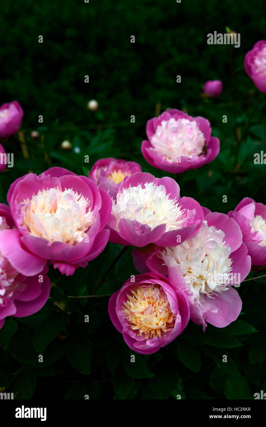 White peonies paeonia hi-res stock photography and images - Alamy