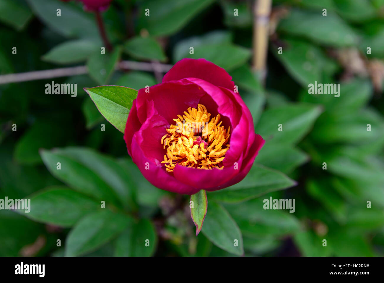 paeonia lactiflora victoria peony peonies red maroon flower flowers ...