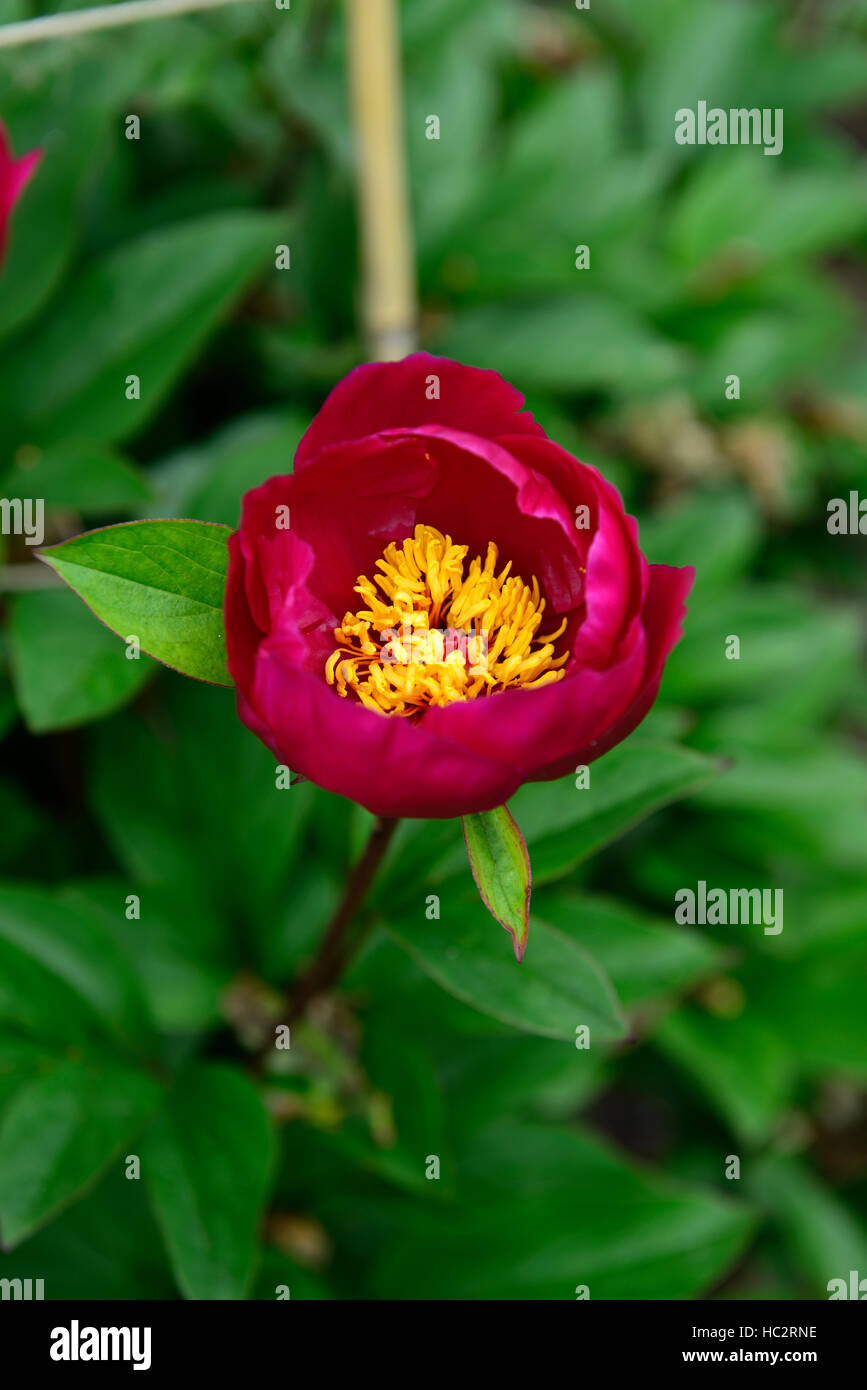 paeonia lactiflora victoria peony peonies red maroon flower flowers ...