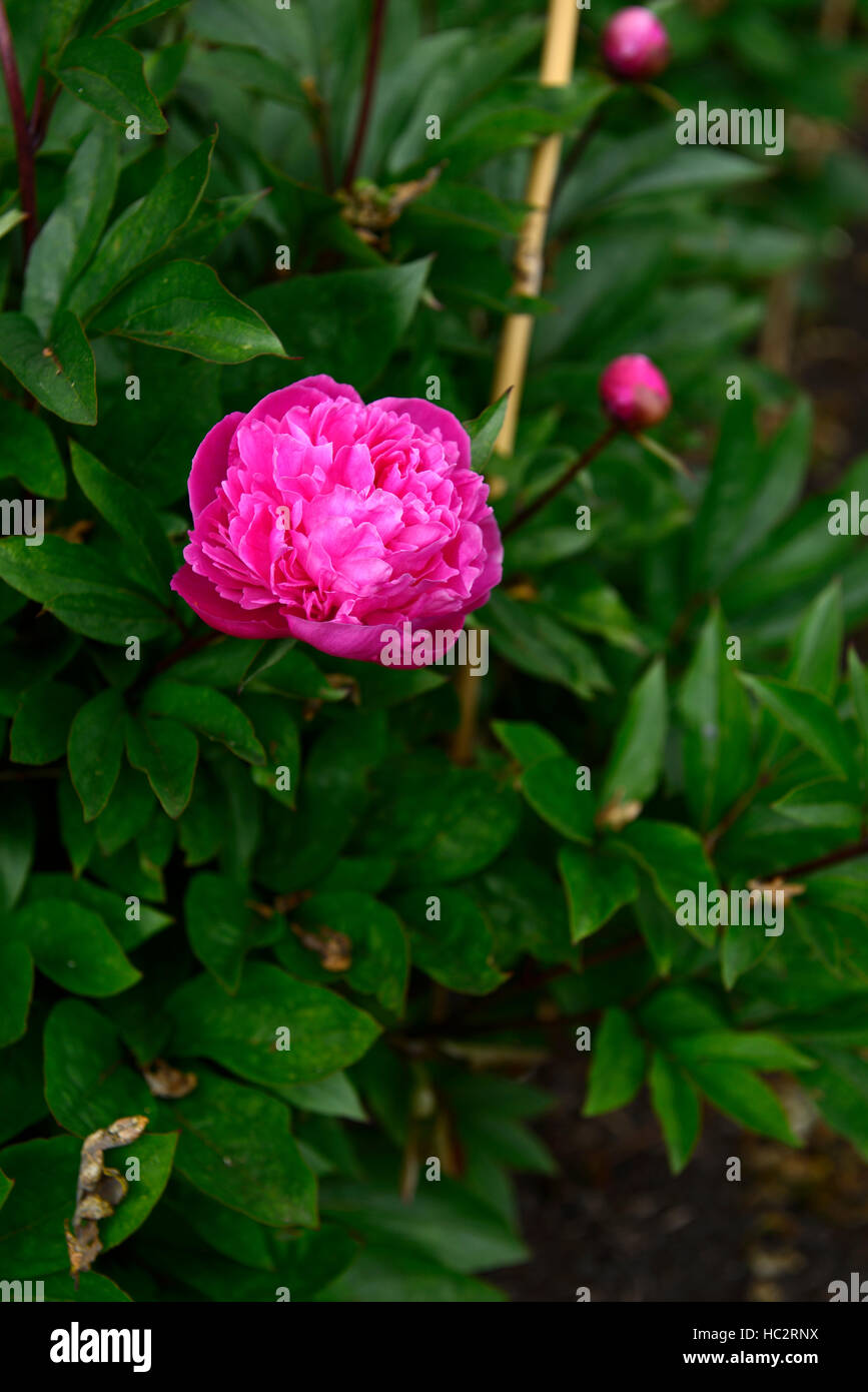 Peony edulis superba hi-res stock photography and images - Alamy