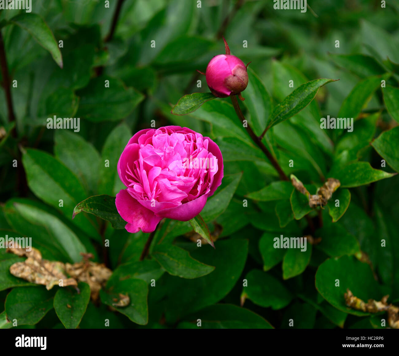 paeonia lactiflora edulis superba peony peonies pink double flower ...