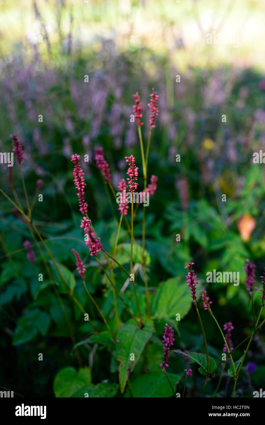 Persicaria amplexicaulis red perennial perennials flower flowers spike ...