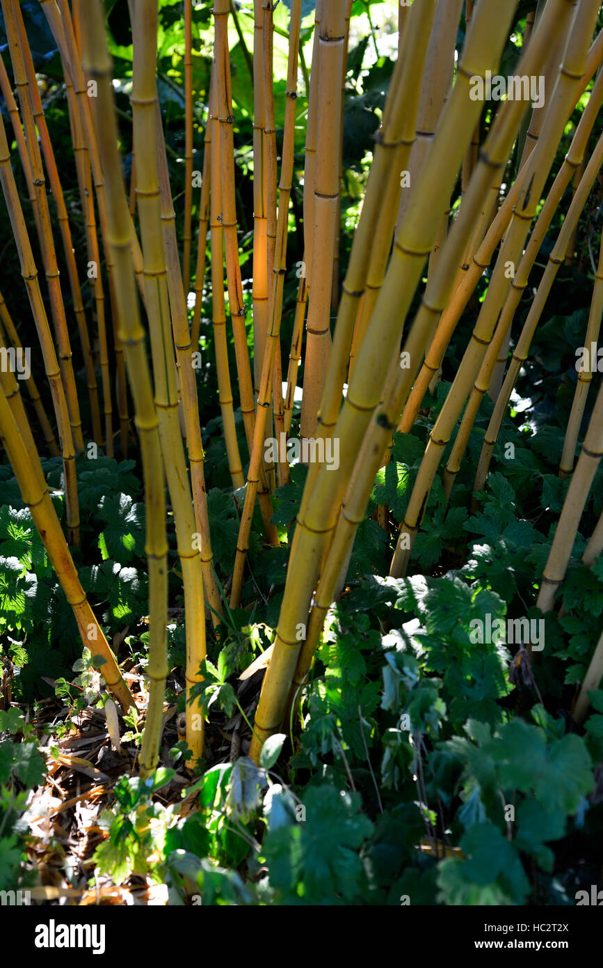Aureocaulis hi-res stock photography and images - Alamy