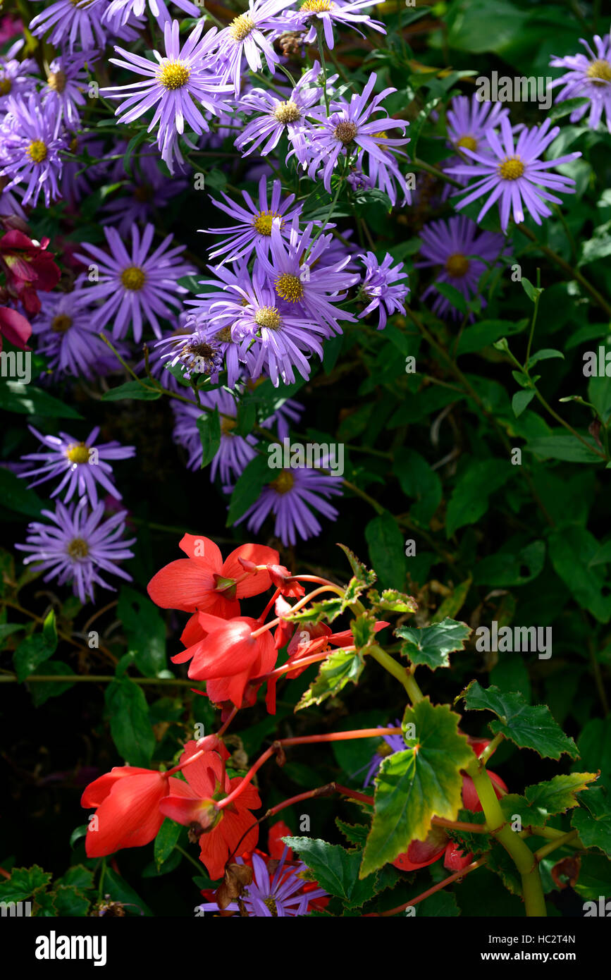 red begonia blue aster mix mixed bed border display combination color ...