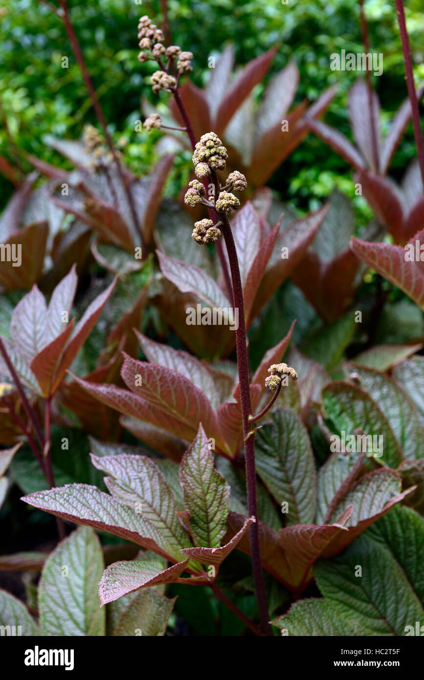 rodgersia aesculifolia irish bronze dark leaves foliage flowers ...
