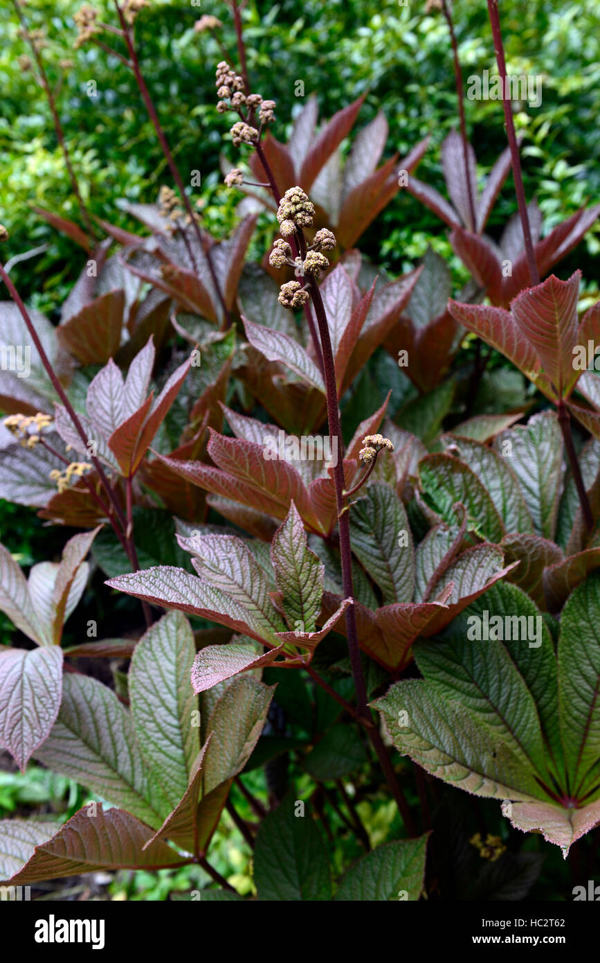 Rodgersia aesculifolia hi-res stock photography and images - Alamy