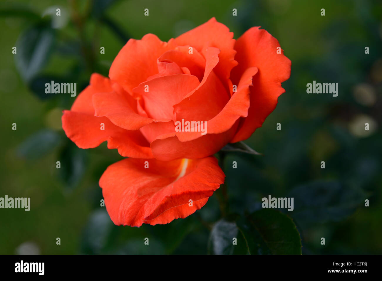 rosa alexander harlex orange red rose roses hybrid tea shrub flower ...