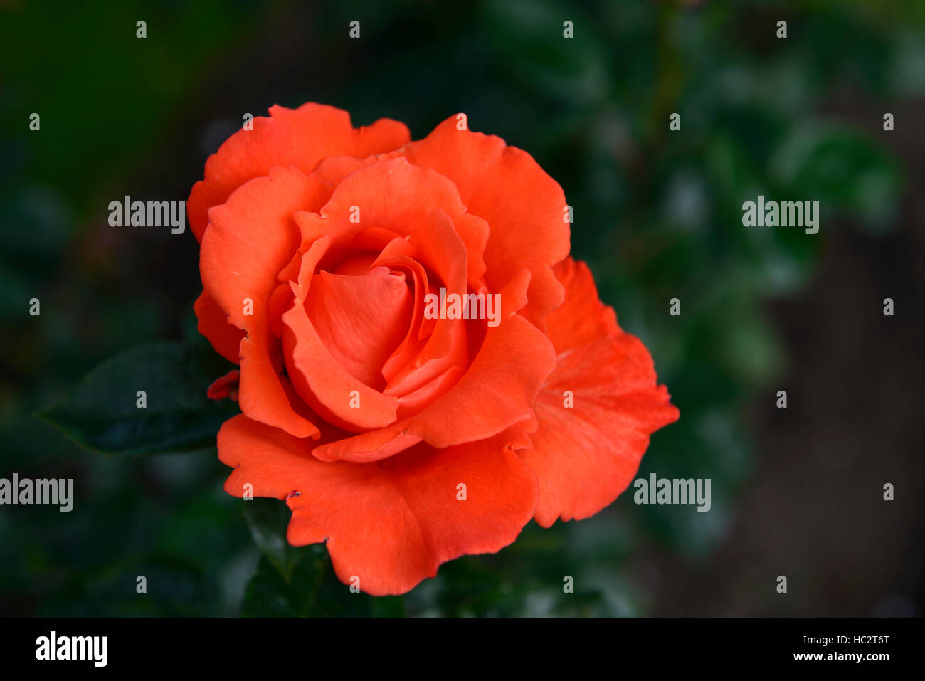 rosa alexander harlex orange red rose roses hybrid tea shrub flower ...