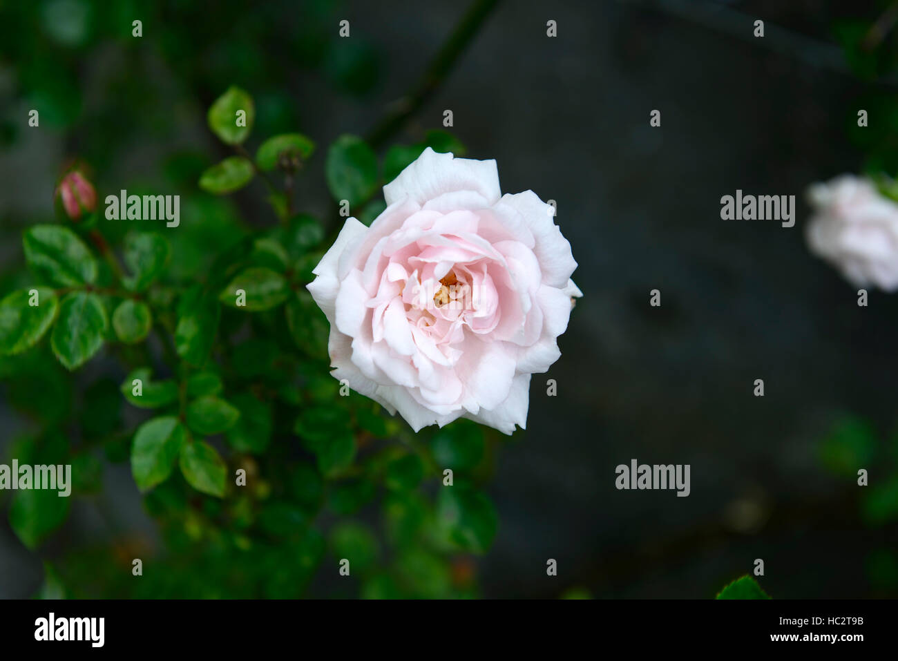 rosa doctor w van fleet white pink flush rose roses rambler rambling ...