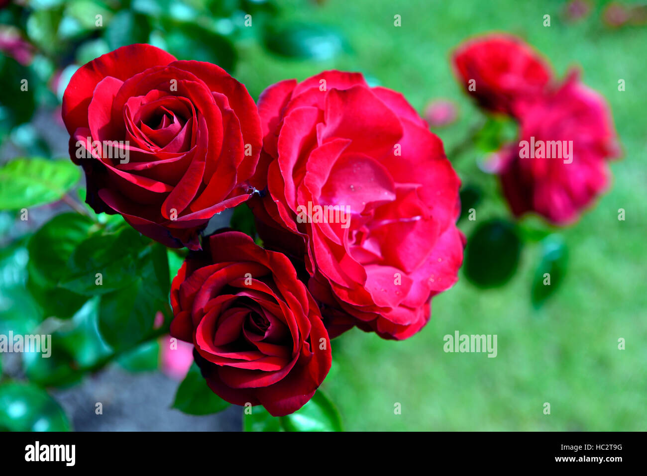 Climbing rose climbing roses hi-res stock photography and images - Alamy