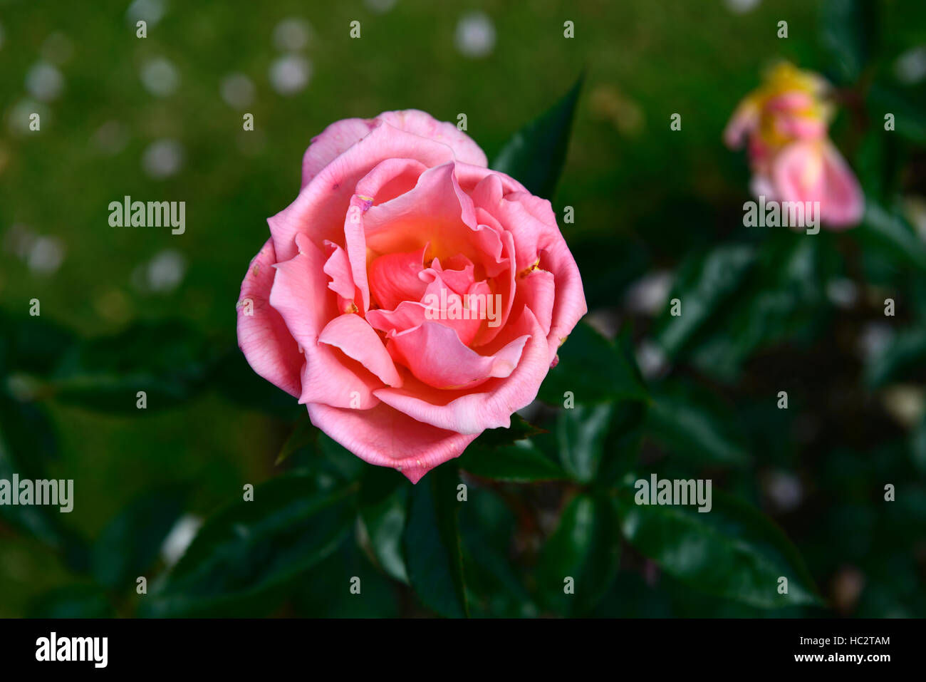 rosa fragrant delight rose roses floribunda orange apricot flowering ...