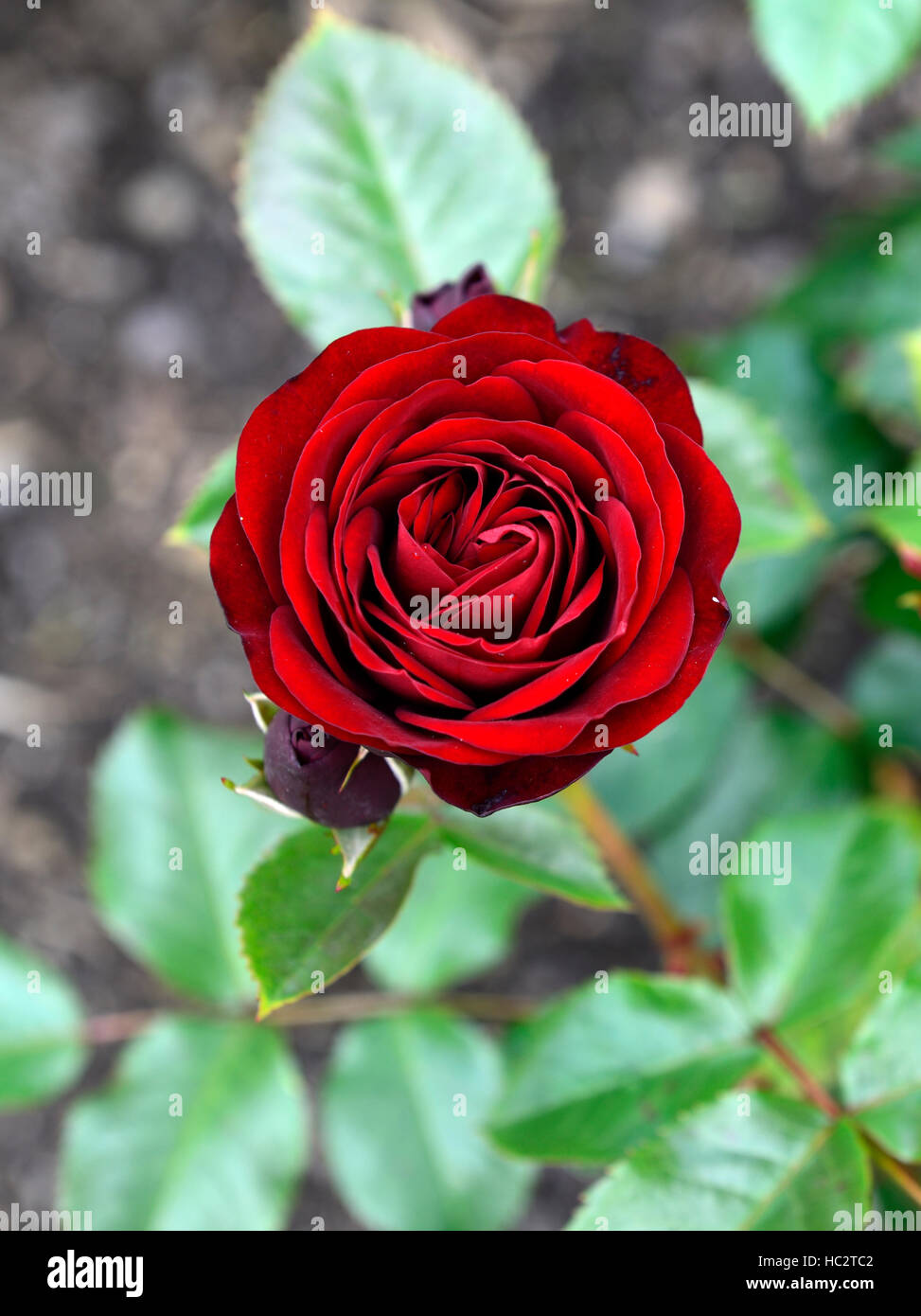 rosa intrigue korlech floribunda red roses flower flowering flowers ...