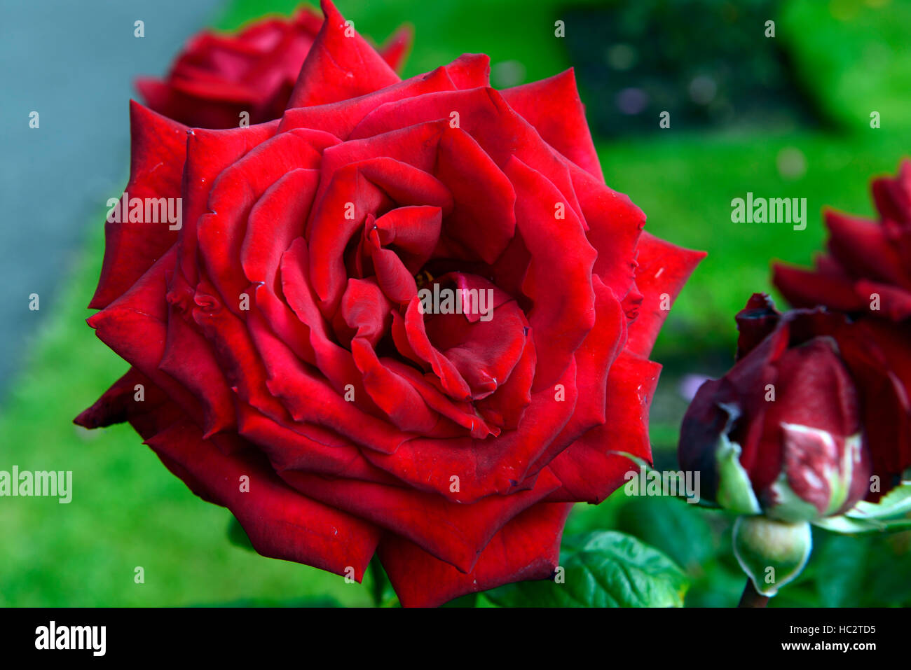 rosa loving memory korgund crimson scarlet hybrid tea rose roses ...