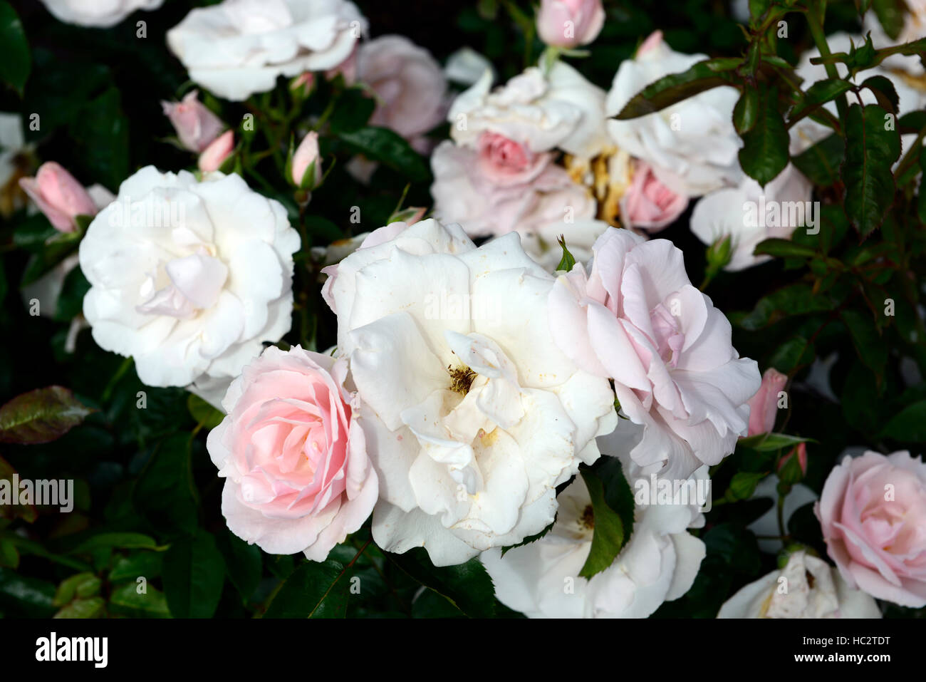 Many rose hi-res stock photography and images - Alamy