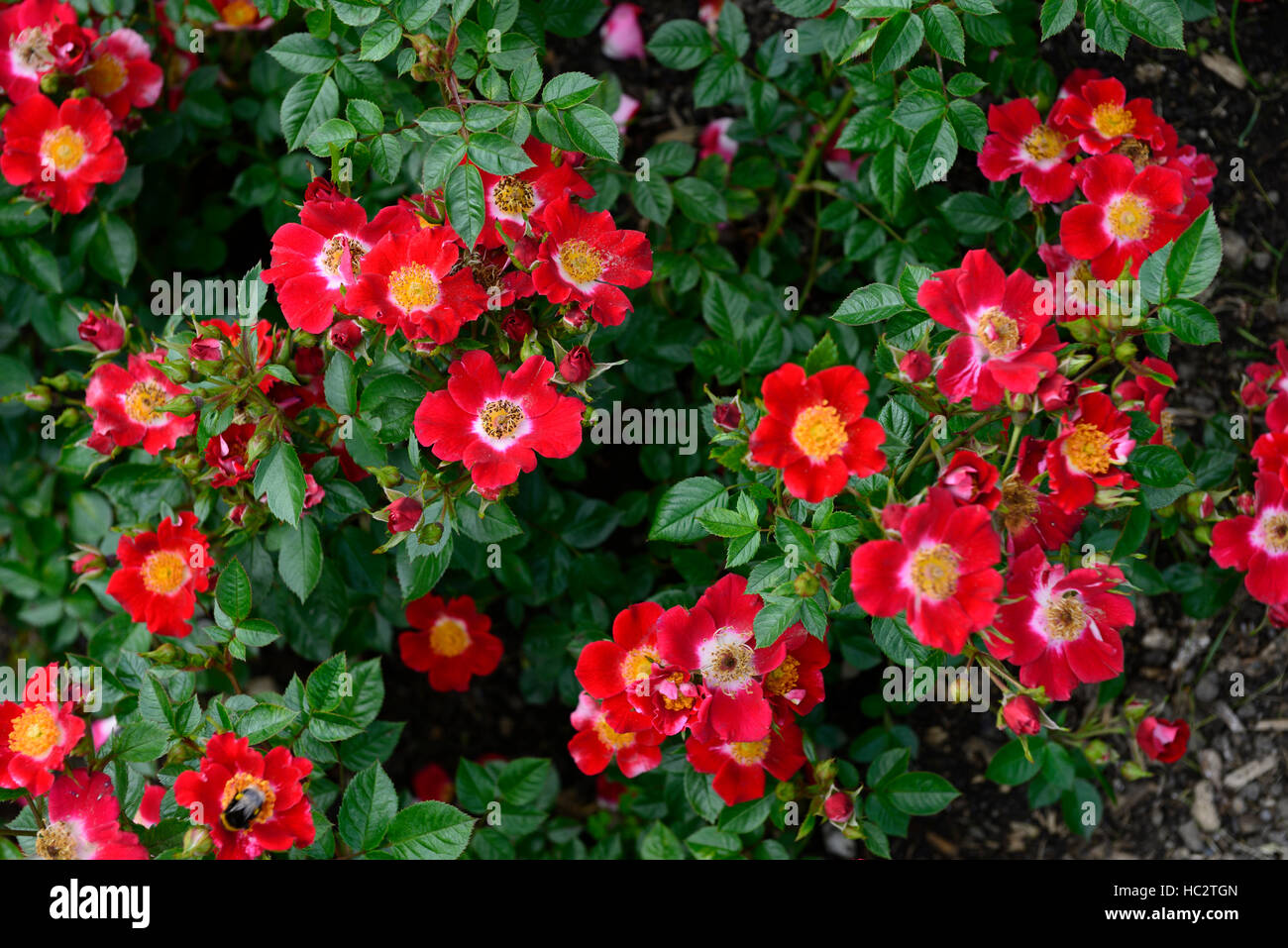 rosa robin redbreast interrob rose groundcover red flower flowers bloom ...
