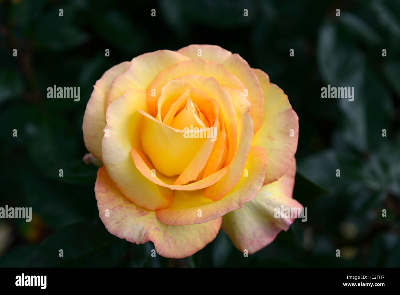 Yellow And Peach Roses