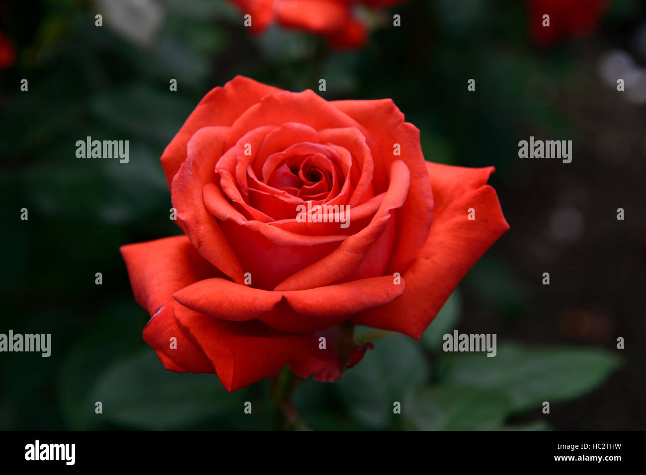 Dark red hybrid tea rose hi-res stock photography and images - Alamy
