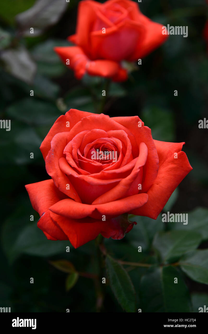 rosa thinking of you frydandy dark red hybrid tea rose roses blooms ...