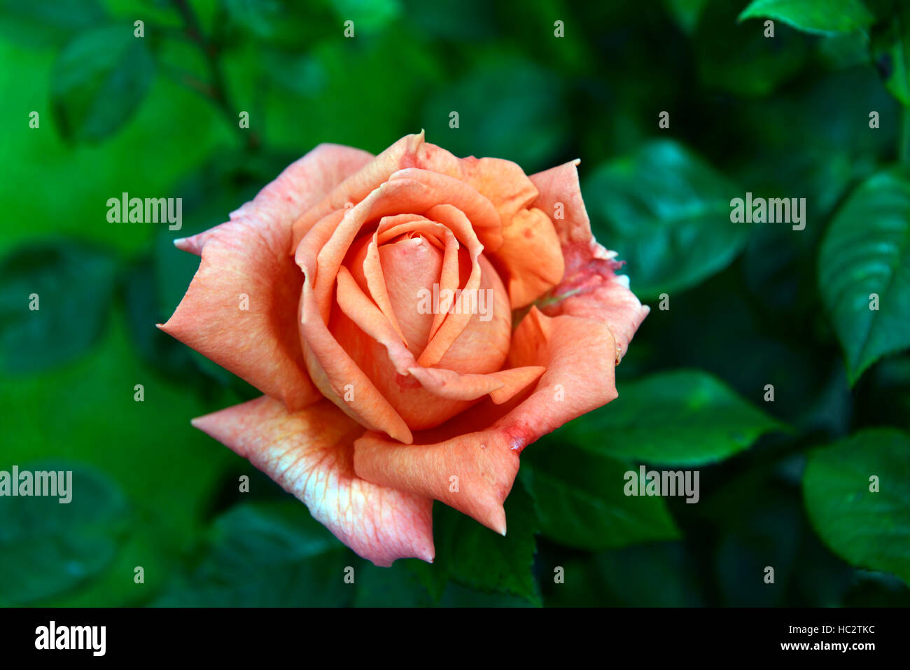 Cococircus hi-res stock photography and images - Alamy