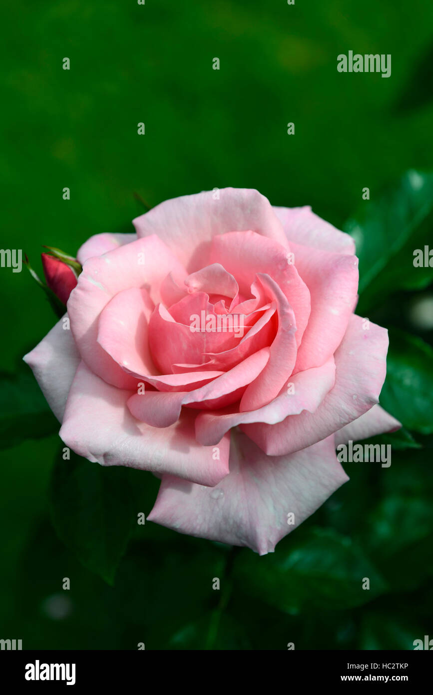 rosa radox bouquet rose double flower pink shrub shrubs color colours ...