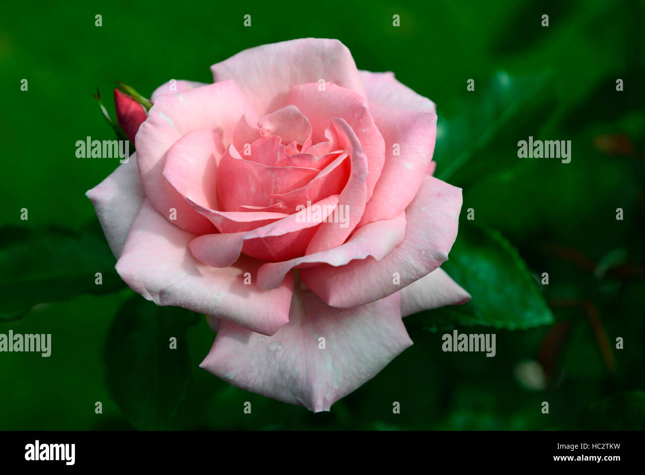 rosa radox bouquet rose double flower pink shrub shrubs color colours ...