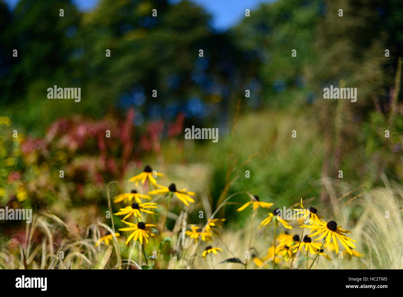 rudbeckia grass grasses prairie planting scheme mix mixed combination ...