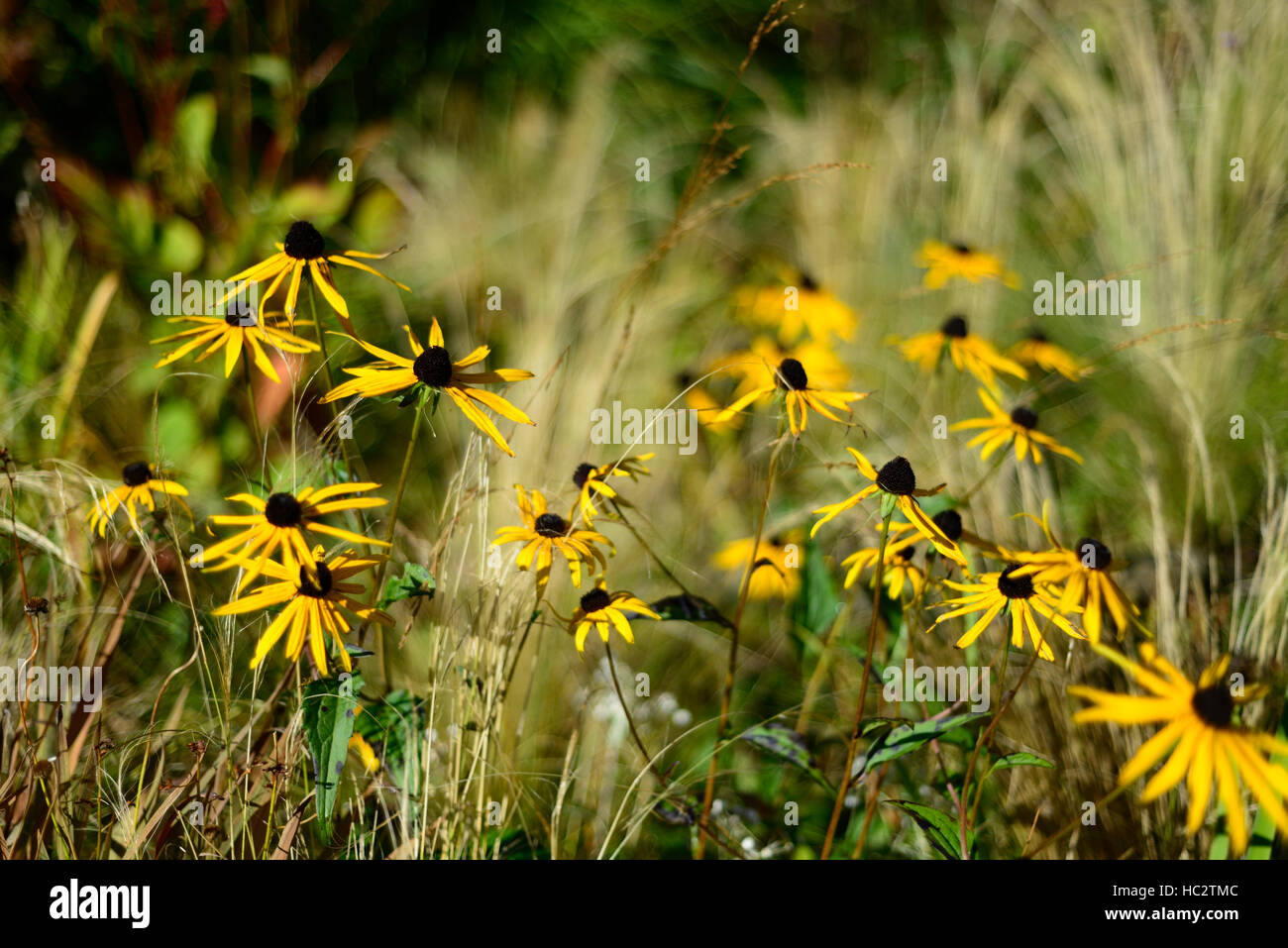 rudbeckia grass grasses prairie planting scheme mix mixed combination ...