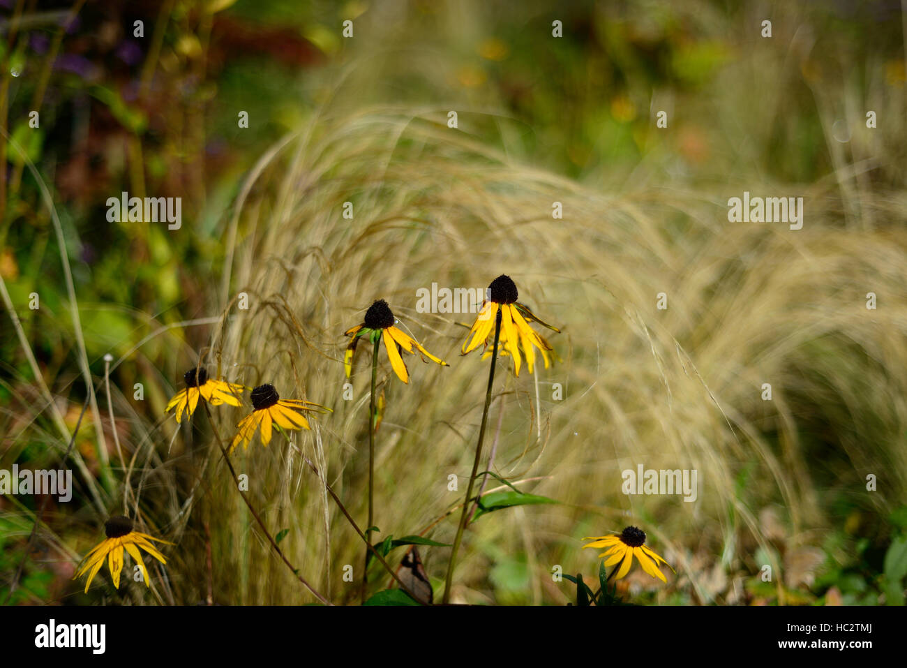 rudbeckia grass grasses prairie planting scheme mix mixed combination ...