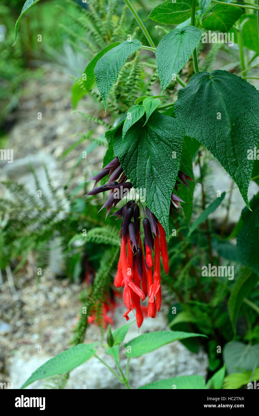 Salvia dombeyi Sacred Incan Sage giant bolivian climber vine tender ...