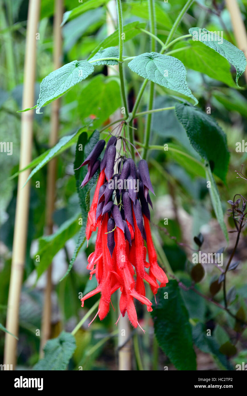 Salvia dombeyi Sacred Incan Sage giant bolivian climber vine tender ...