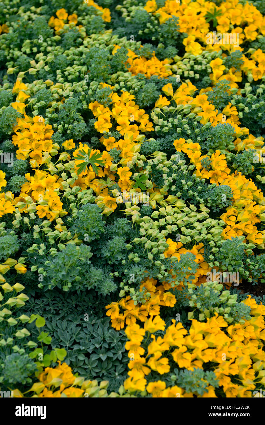 Tropaeolum flowers hi-res stock photography and images - Alamy