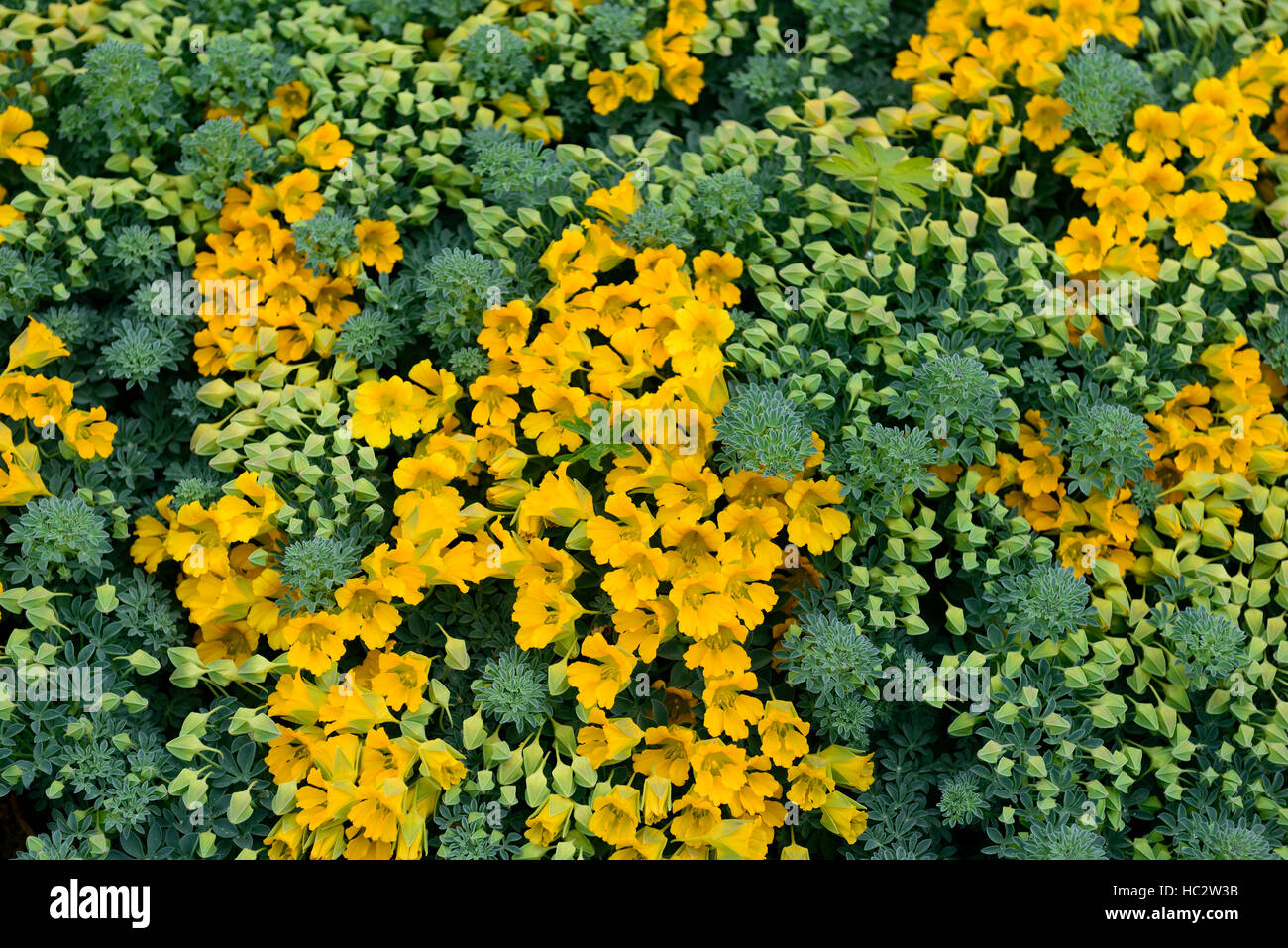 Tropaeolum flowers hi-res stock photography and images - Alamy