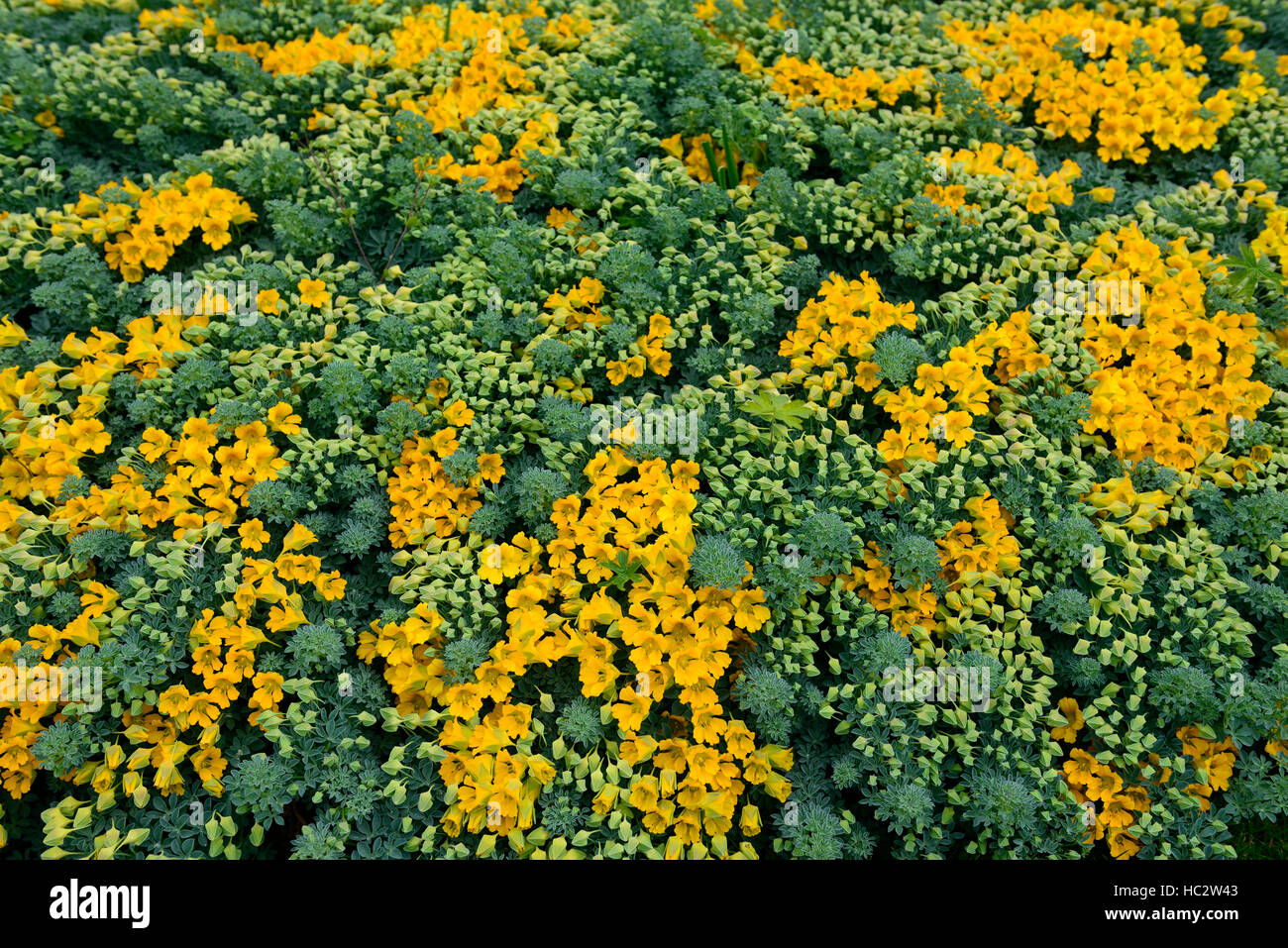 Tropaeolum flowers hi-res stock photography and images - Alamy