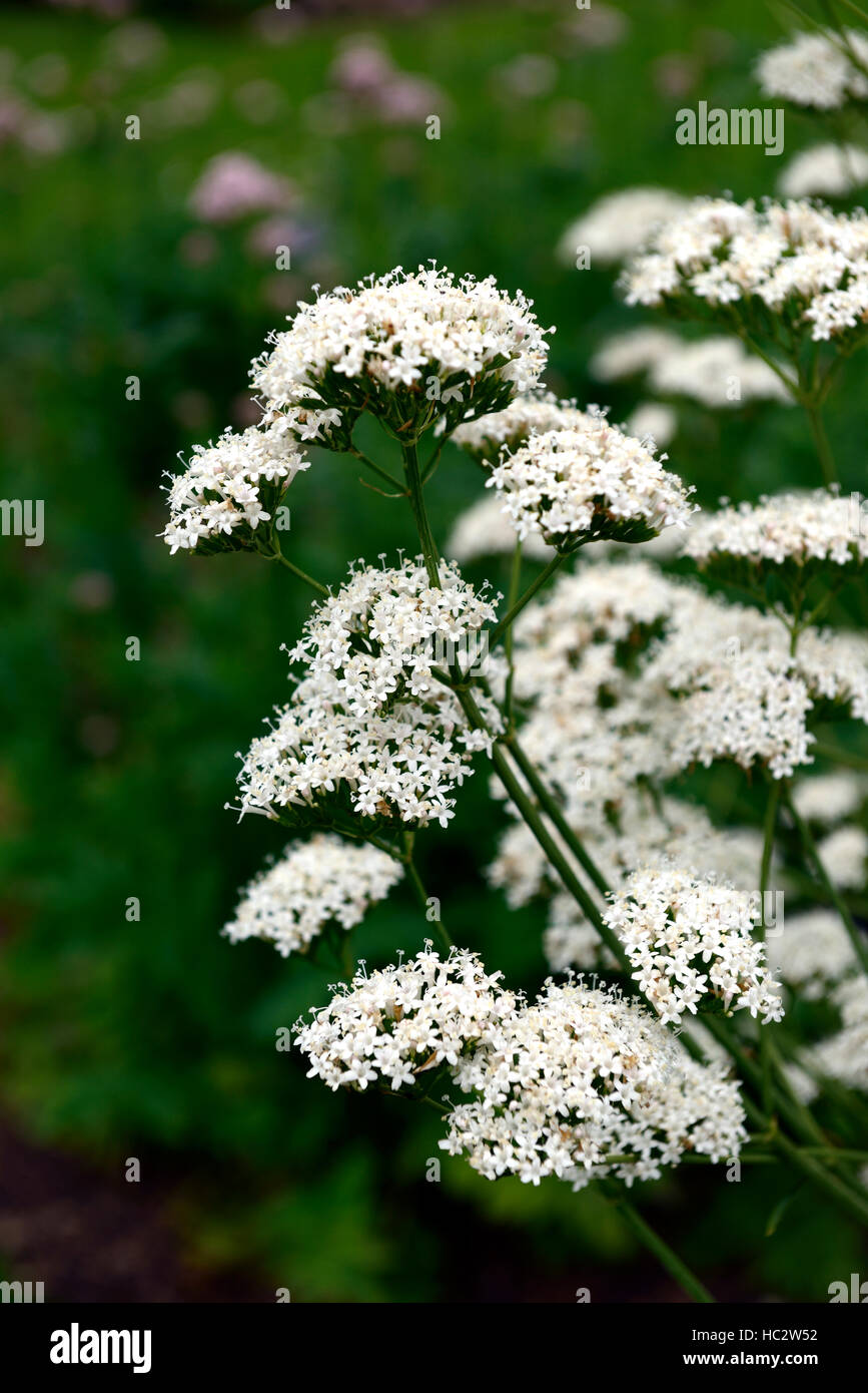 Valerian spikenard hi-res stock photography and images - Alamy