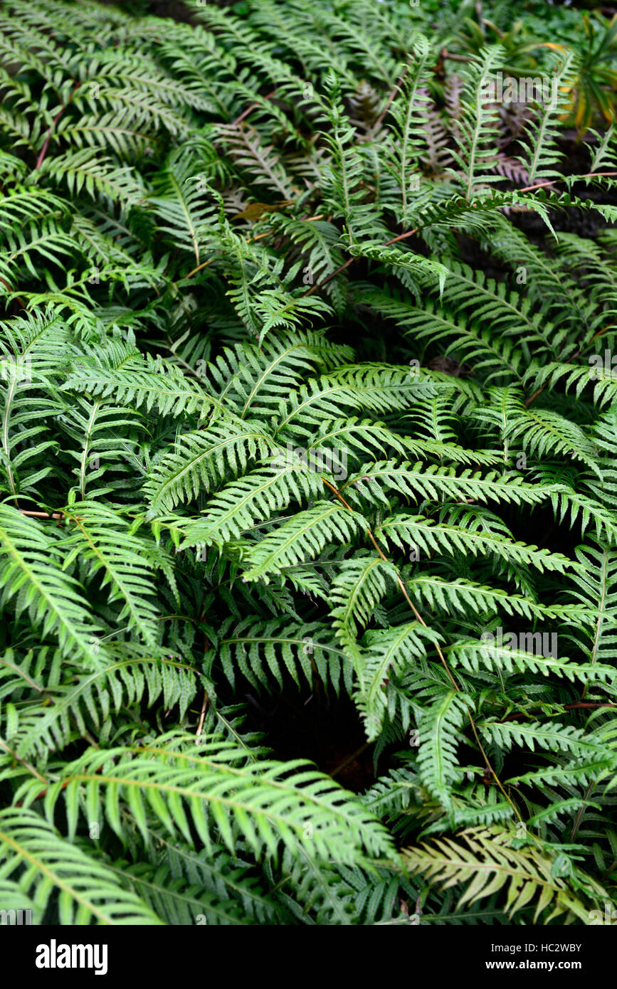 woodwardia unigemmata jeweled chain fern ferns shady garden gardening ...