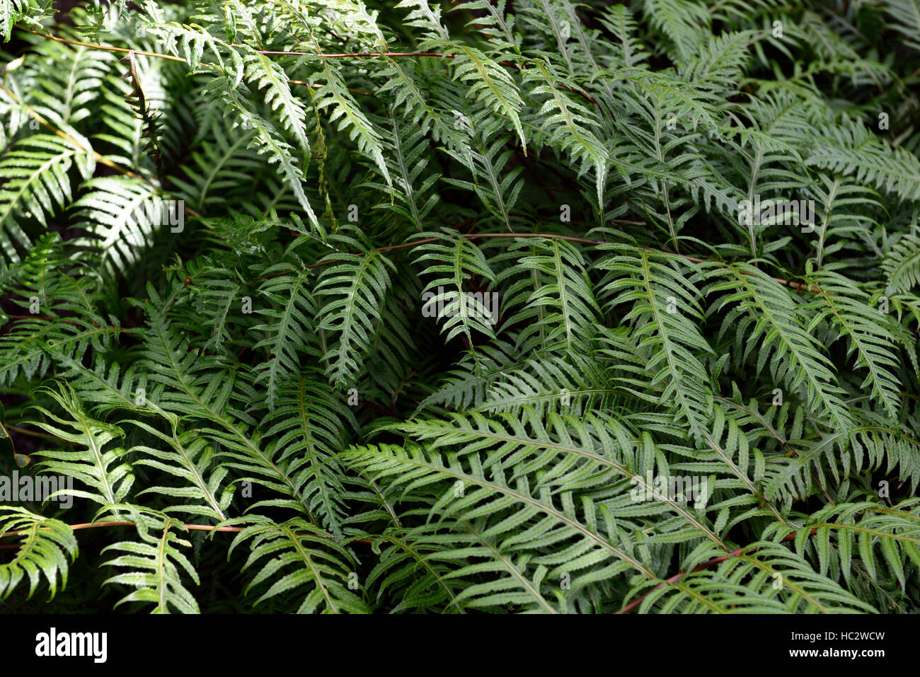 Chain Fern Garden