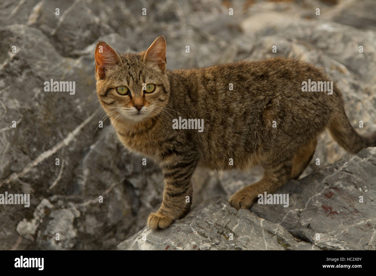 three colors cat staying on the big stones Stock Photo - Alamy