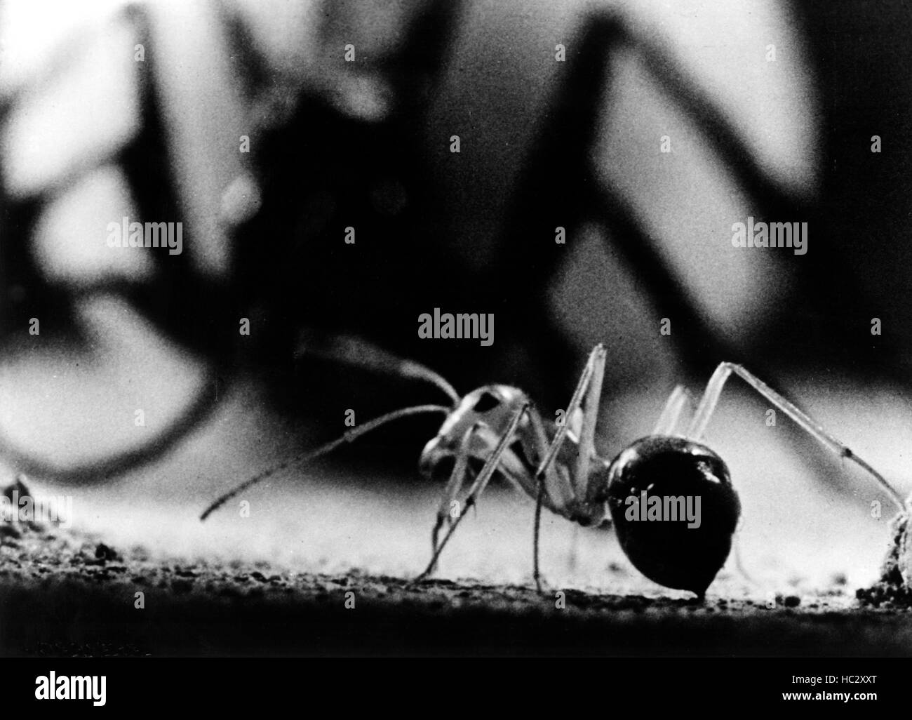 PHASE IV, a plague of mutant ants, 1974 Stock Photo - Alamy