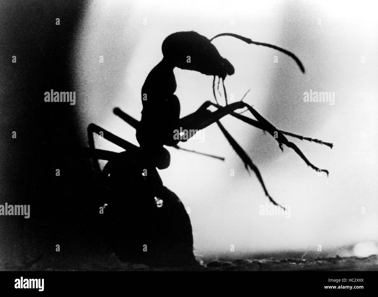PHASE IV, close-up of a mutant ant, 1974 Stock Photo - Alamy