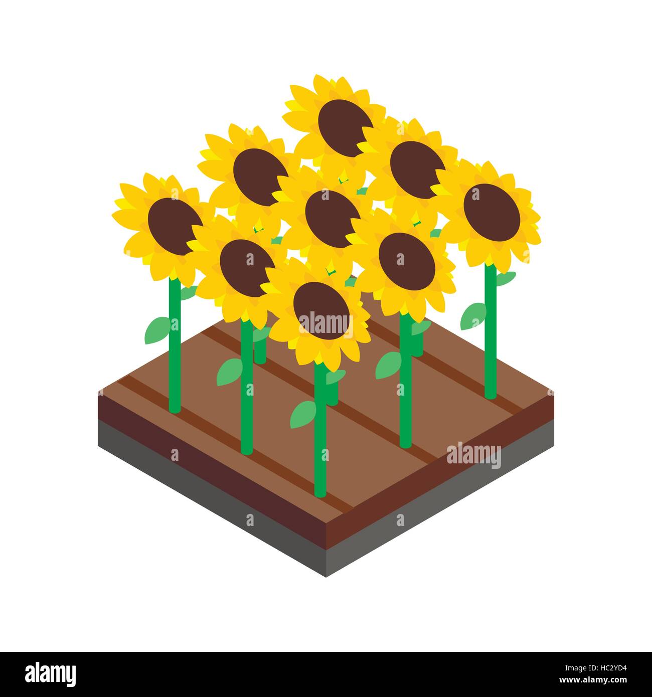 Sunflower field isometric 3d icon Stock Vector Image & Art - Alamy