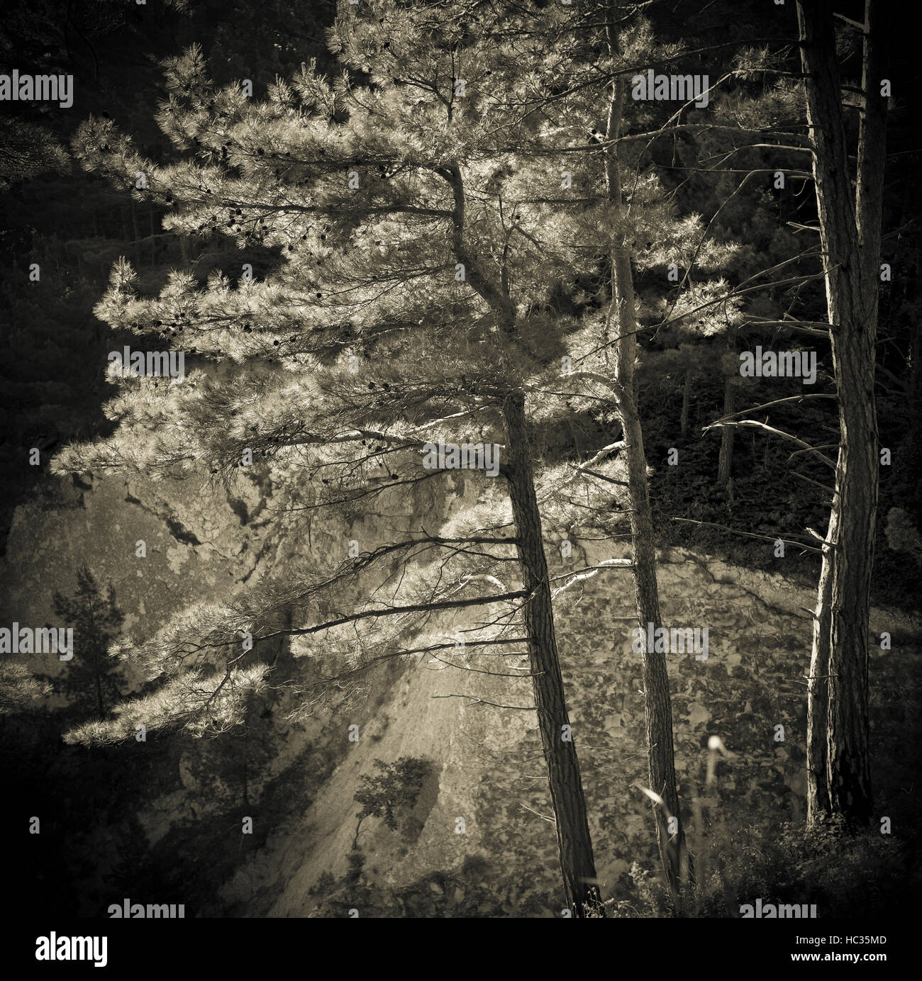 Trees slope hi-res stock photography and images - Alamy