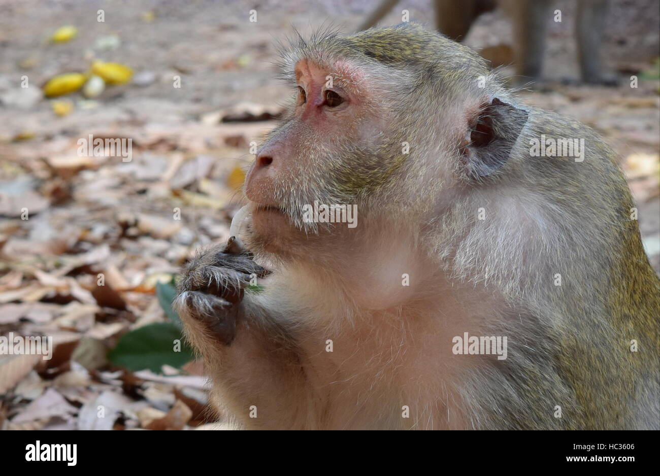 Crab-eating monkey (macaca fascicularis) close up in the wild jungle of ...